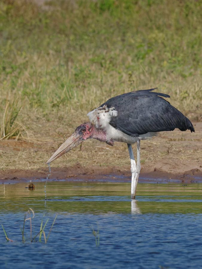 Marabou Stork Drinking for River Stock Photo - Image of safari ...