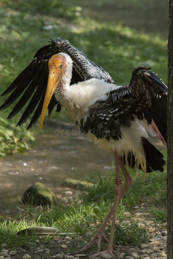 Marabou Stork stock image. Image of wildlife, crumeniferus - 20748943