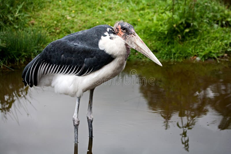 Marabou stork stock image. Image of pond, animal, bird - 31936477