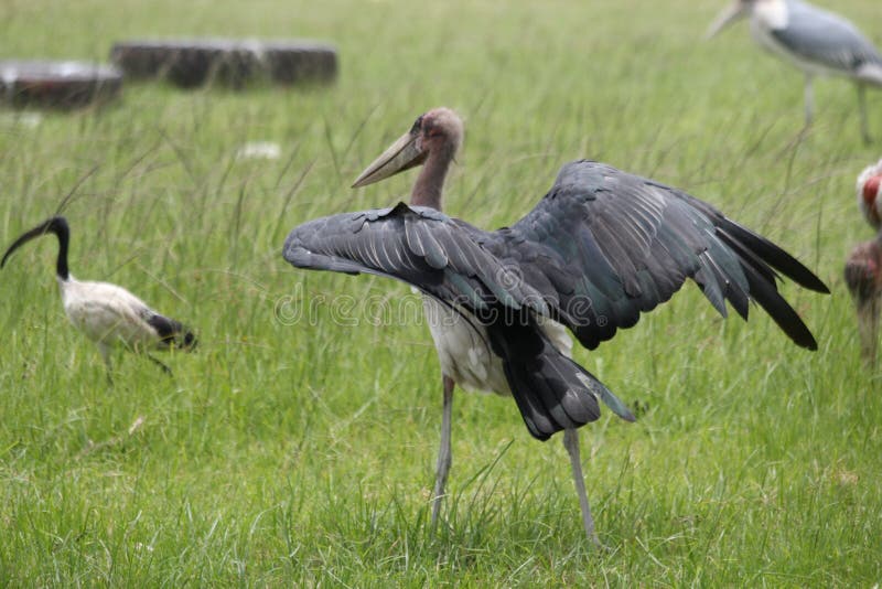 Marabou Stork stock image. Image of flexing, bird, stork - 81751245