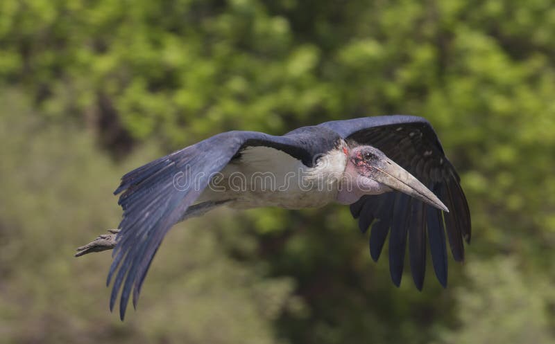 Marabou Stork stock photo. Image of nature, feeding, marabou - 80604578