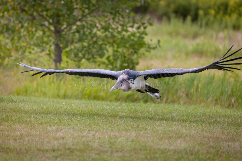 326 Flying Marabou Stork Stock Photos - Free & Royalty-Free Stock ...