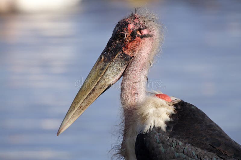 Marabou Stork in Front of Lake Nakuru, Kenya Stock Photo - Image of ...