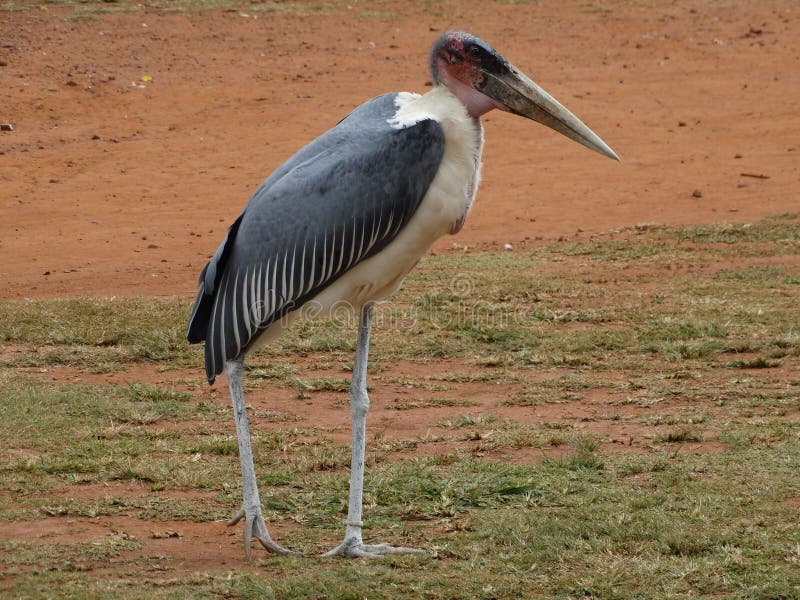 Marabou Stork stock photo. Image of park, brown, feet - 79856708