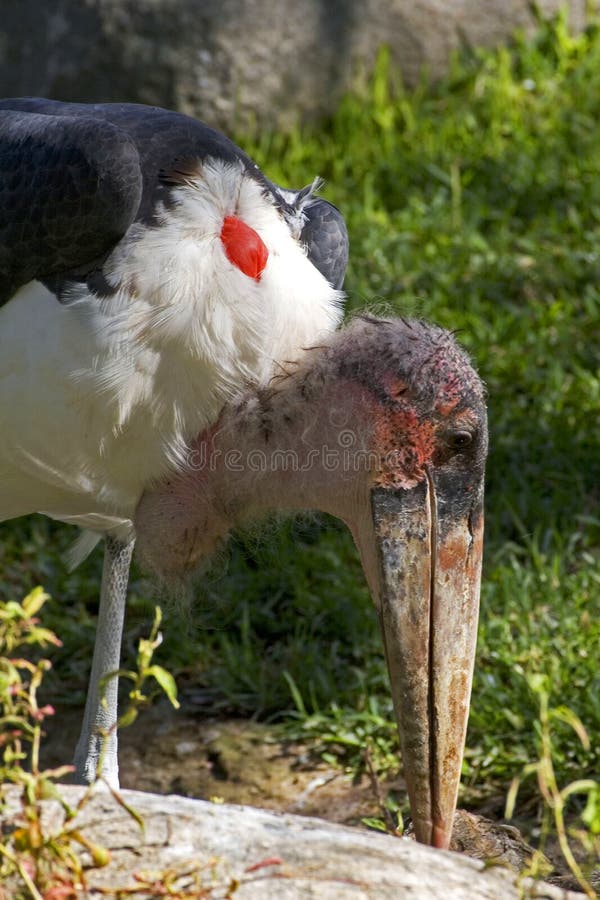 Marabou Stork, Leptoptilos Crumenifer, Close View Stock Image - Image ...