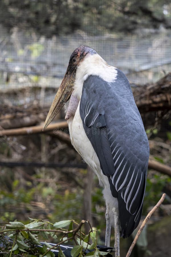 Marabou Stork (Leptoptilos Crumenifer Stock Photo - Image of nature ...