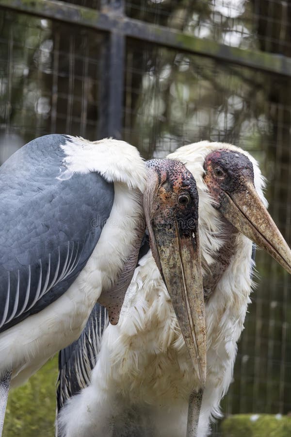 Marabou Stork (Leptoptilos Crumenifer Stock Photo - Image of large ...