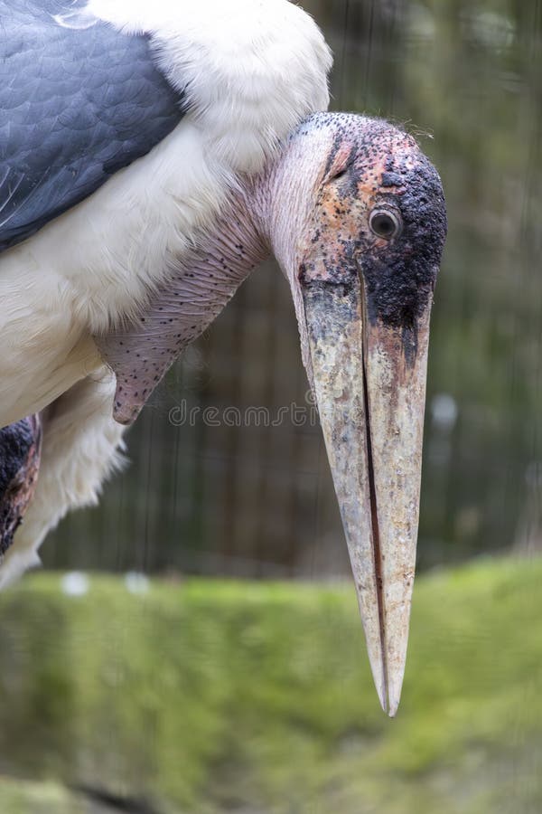 Marabou Stork (Leptoptilos Crumenifer Stock Photo - Image of park ...