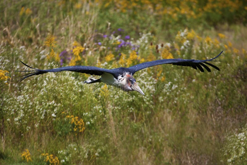 Marabou Stork, Leptoptilos Crumenifer, in Flight Stock Photo - Image of ...