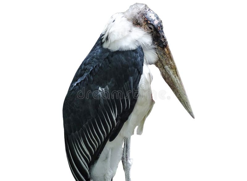 Marabou Stork (Leptoptilos Crumenifer) Isolated on White Stock Photo ...