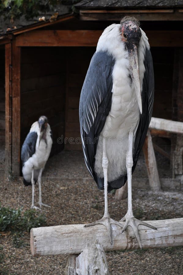 Marabou Stork (Leptoptilos Crumenifer) Stock Image - Image of stork ...