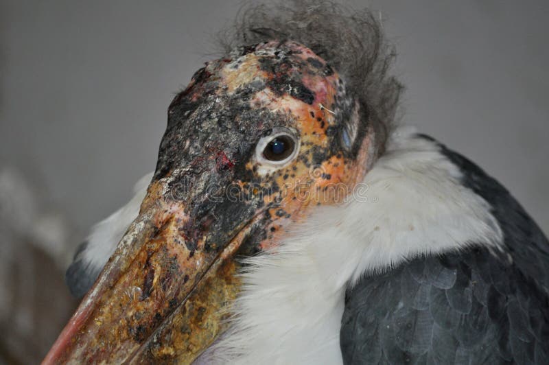 Marabou Stork (Leptoptilos Crumenifer) Stock Photo - Image of chicken ...