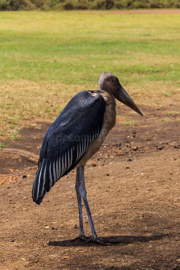 Marabou Stork (Leptoptilos Crumenifer) Walking on Lawn Stock Photo ...