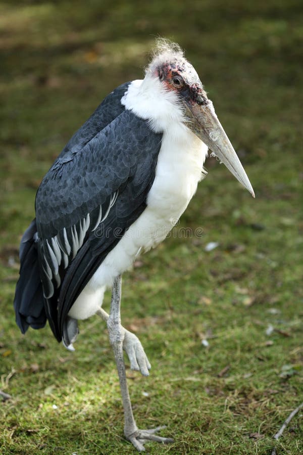 Marabou Stork, Leptoptilos Crumeniferus Stock Image - Image of africa ...