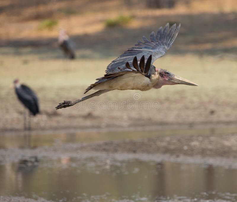 Marabou Stork (Leptoptilos Crumeniferus) Flying Stock Image - Image of ...