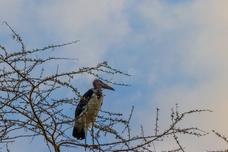 Marabou Stork (Leptoptilos Crumeniferus) on Tree Stock Photo - Image of ...