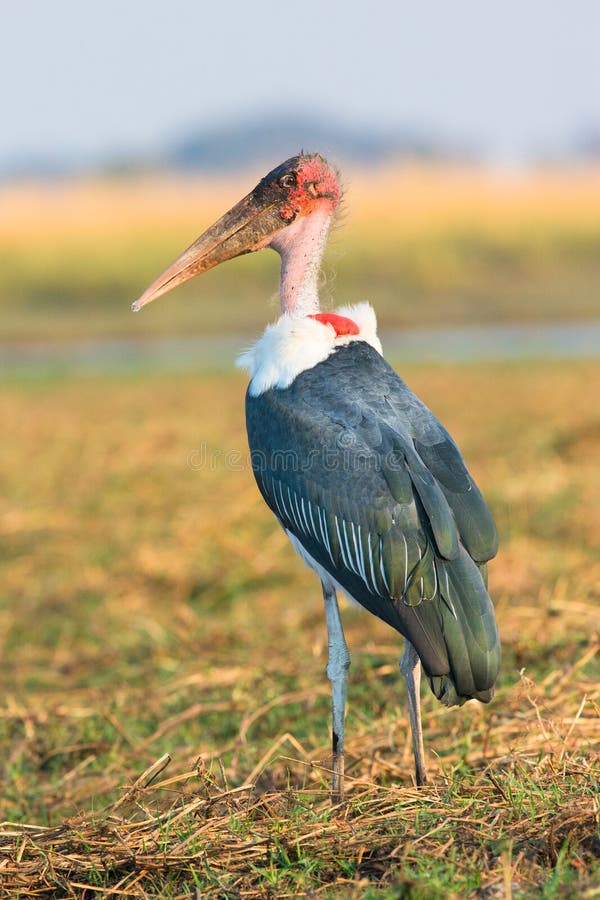Marabou stork portrait stock image. Image of resting - 85809639