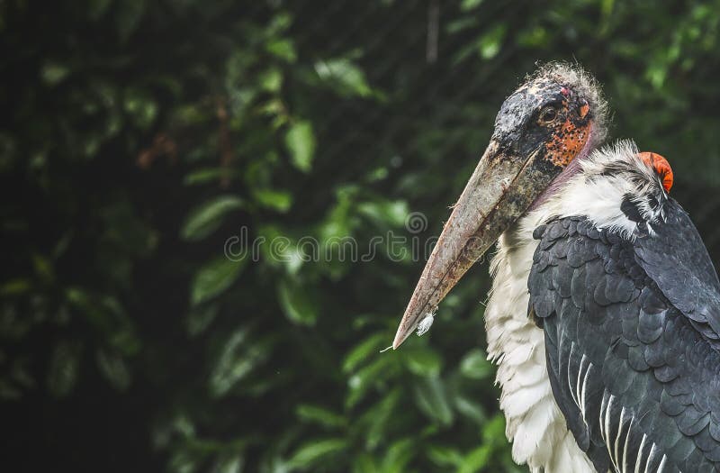 Marabou Stork stock image. Image of feather, bird, view - 87732387