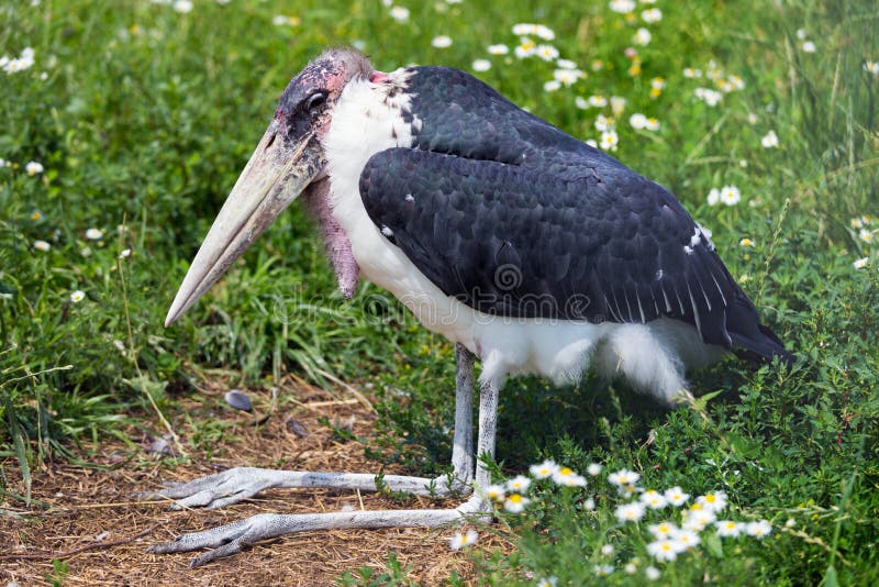 Marabou Stork stock image. Image of africa, marabou, sunny - 36582119