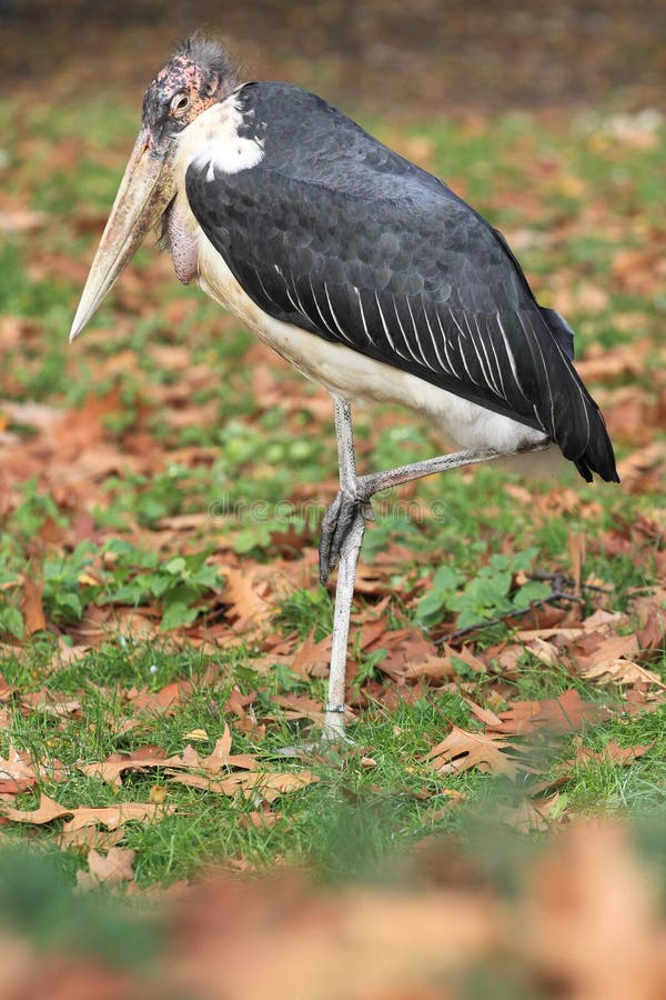 607 Stork Feet Stock Photos - Free & Royalty-Free Stock Photos from ...