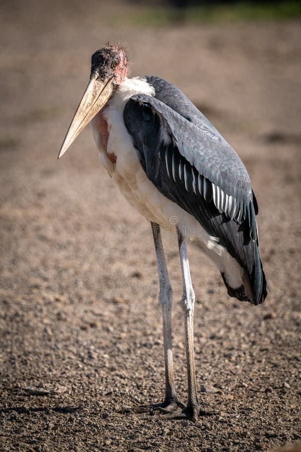 A Stork Stands on the Shore of a Lake on a Summer Day Stock Photo ...