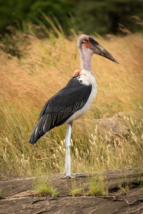 Marabou Stork Stands on Rock in Profile Stock Photo - Image of ...