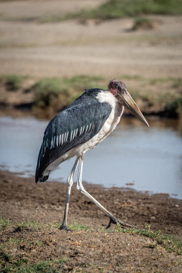 Marabou Stork Strides Along Beach beside Stream Stock Image - Image of ...