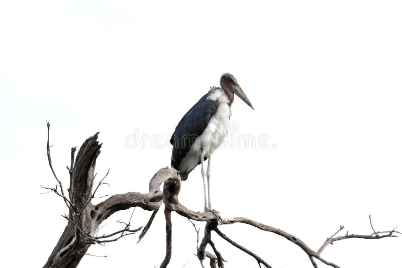 350 Stork Skeleton Stock Photos - Free & Royalty-Free Stock Photos from ...