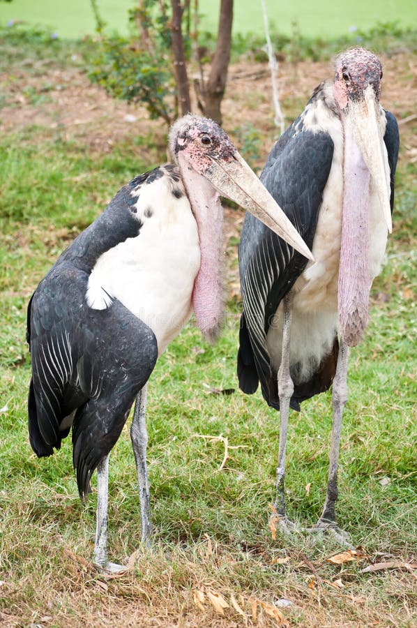 Marabou Storks stock photo. Image of fauna, african, biology - 29128562