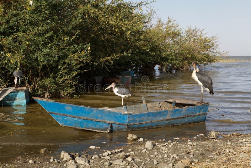 Marabou Storks (Leptoptilos Crumeniferus) and Fisheman Boat Stock Photo ...