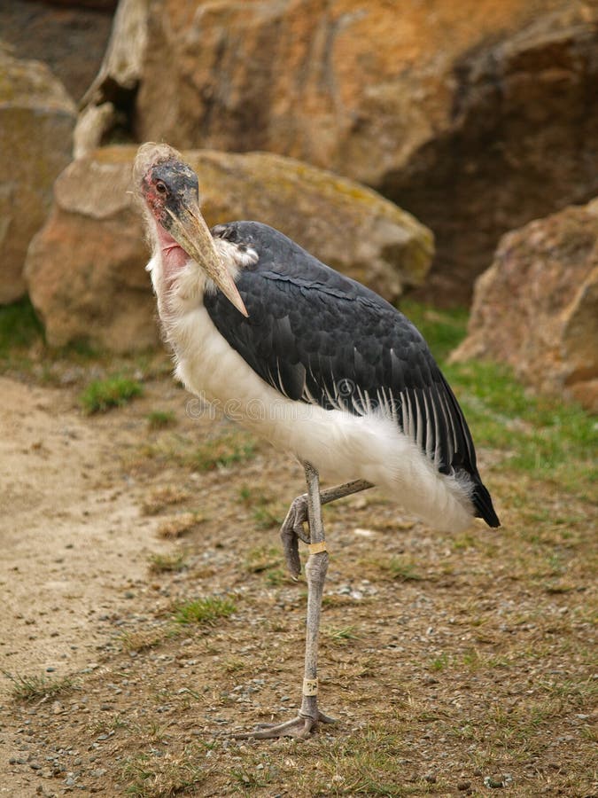Maraboustork arkivfoto. Bild av rosa, huvud, utomhus - 18054442