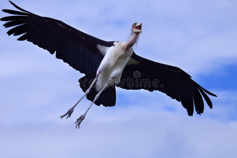 Maraboustork arkivfoto. Bild av rosa, huvud, utomhus - 18054442