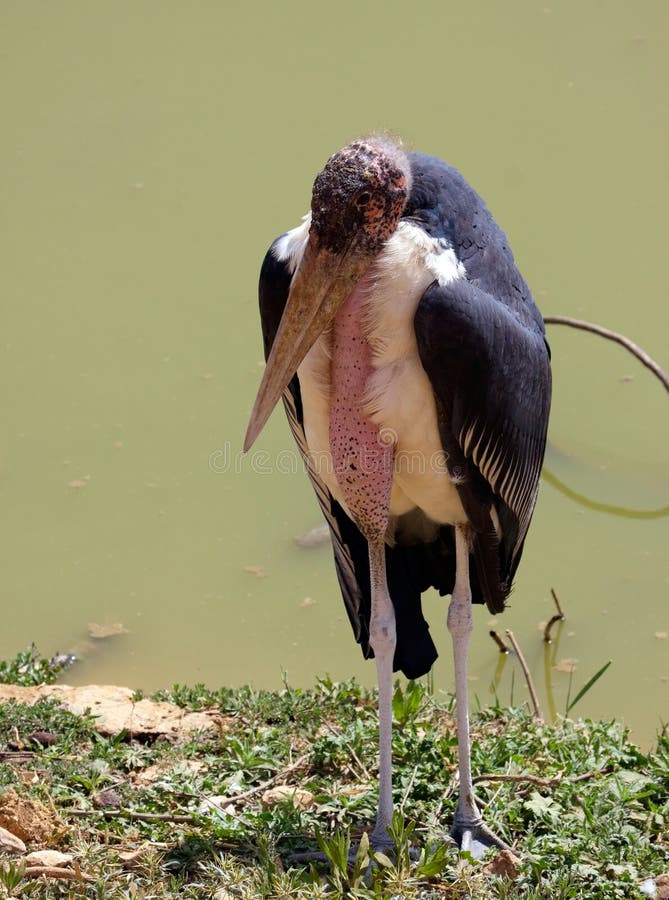 Marabustork, En Stor Vadande Fågel Arkivfoto - Bild av afrika ...