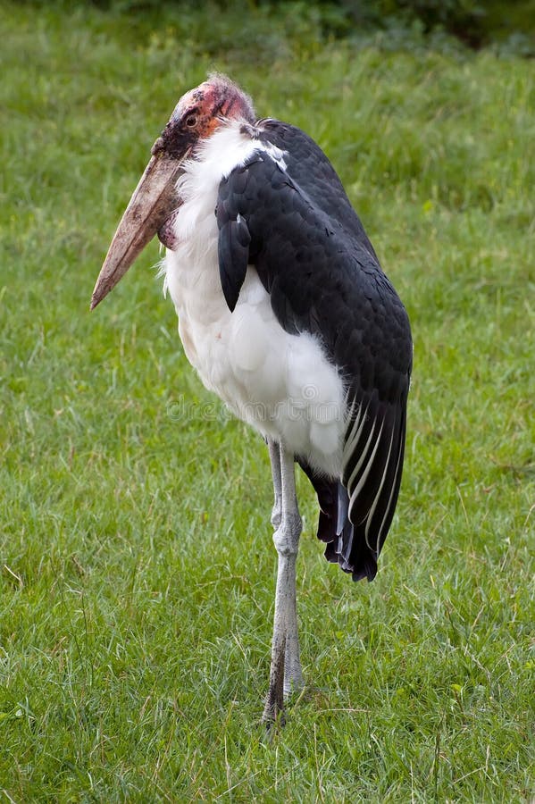 Maraboustork arkivfoto. Bild av rosa, huvud, utomhus - 18054442