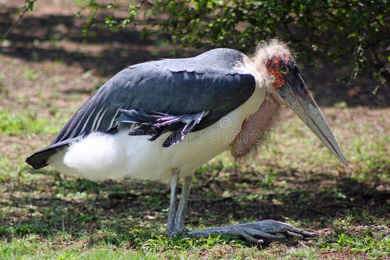 Maraboustork arkivfoto. Bild av natur, djurliv, vild, stort - 8784512