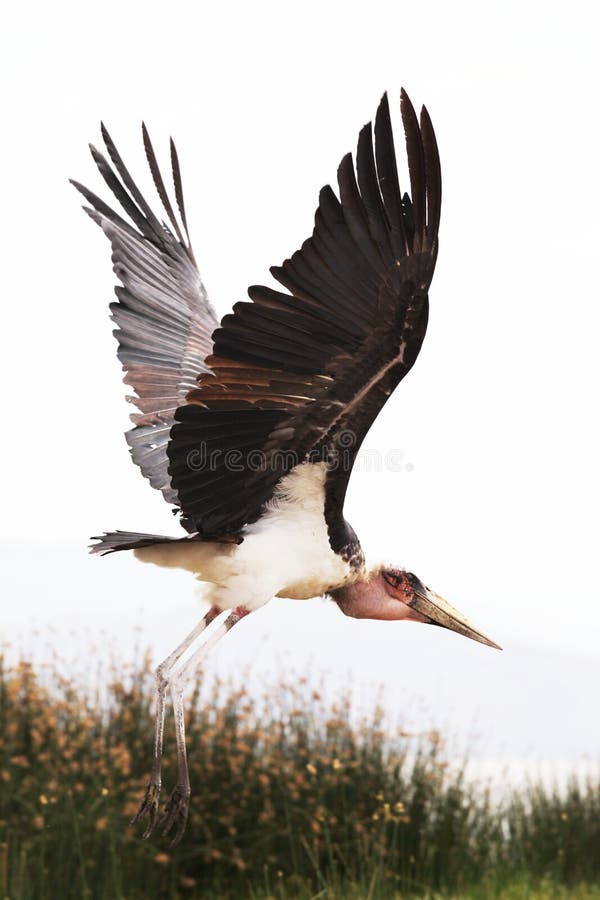 Marabú foto de archivo. Imagen de negro, grande, animal - 12827154