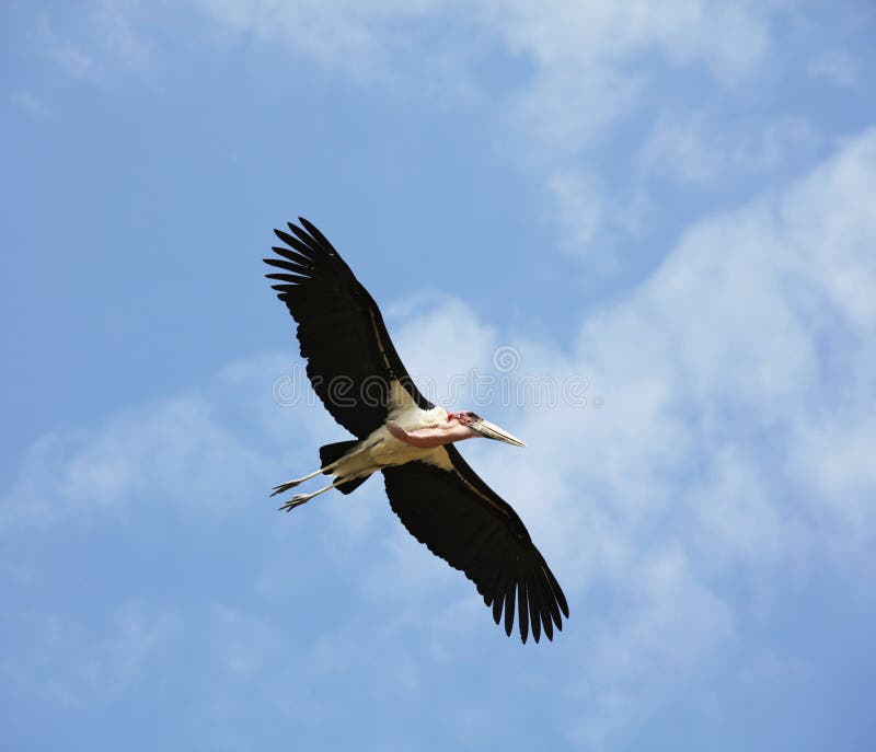 Marabu stock image. Image of wildlife, marabou, head - 12881559