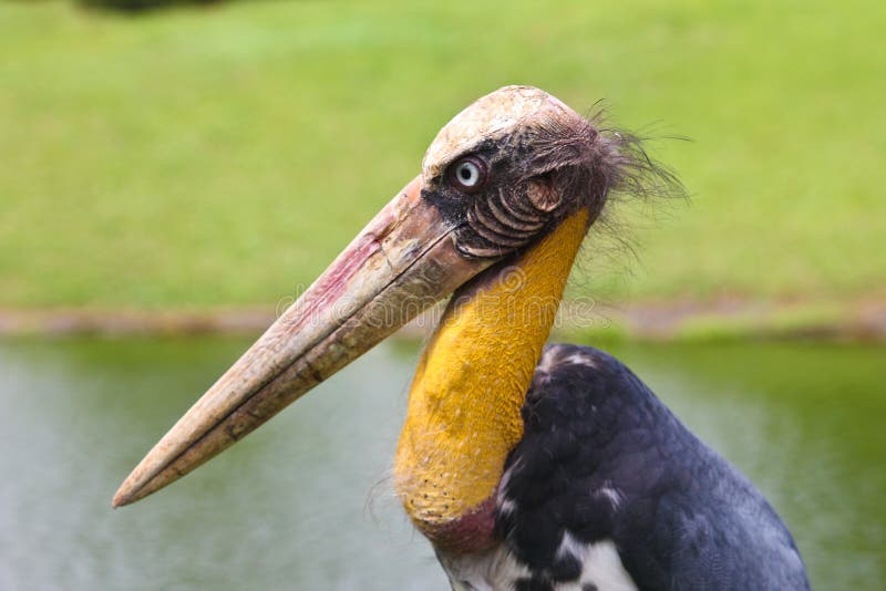 Marabu stock photo. Image of beautiful, black, feather - 18950528