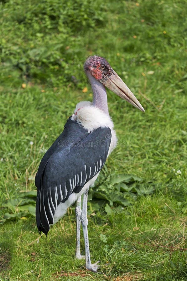 Marabu immagine stock. Immagine di africa, selvaggio - 44900525