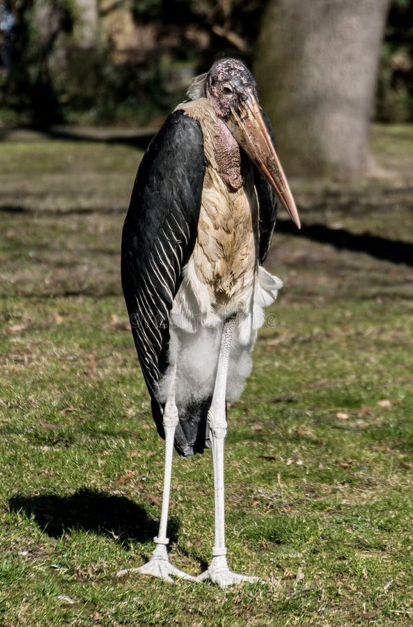 Marabu fotografia stock. Immagine di nero, fattura, osservare - 80405800