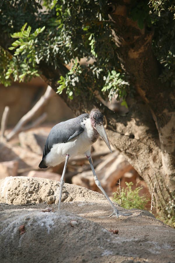 Marabu african in biopark stock image. Image of wilderness - 23322061