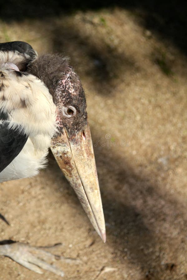 Marabu bird stock photo. Image of bird, standing, safari - 46172660