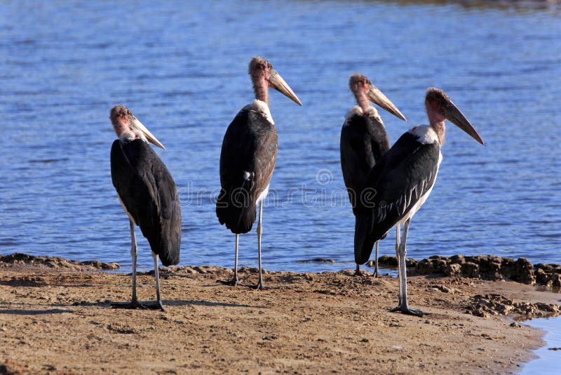 Marabu stock photo. Image of stretched, crumeniferus - 68453212