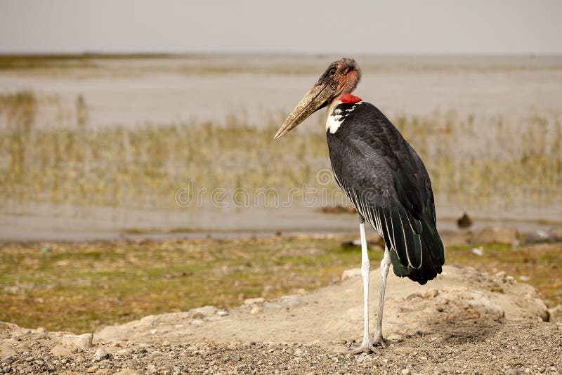 Marabu stock image. Image of ziway, legs, maraboo, black - 30090411
