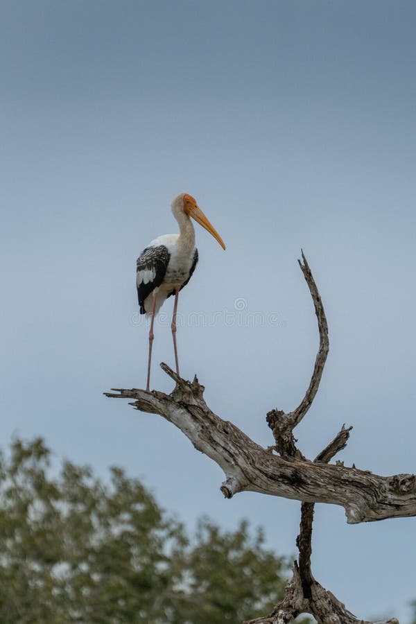 Marabu stock photo. Image of avian, ibis, wild, asian - 374418870