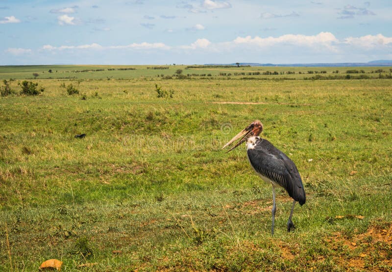 Marabu in Masai Mara Park in Kenya Stock Photo - Image of country ...