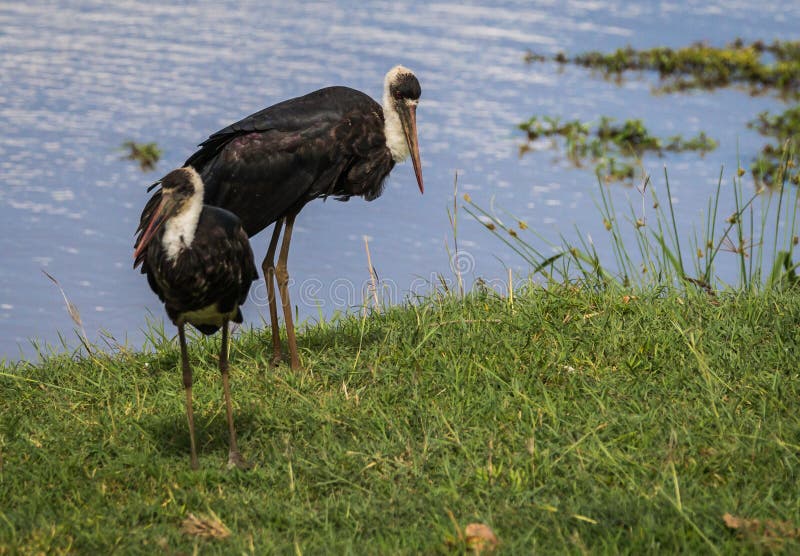 Marabu in Masai Mara Park in Kenya Stock Image - Image of reserve ...
