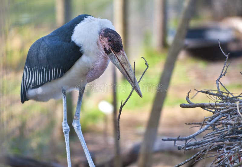 Marabu-Storch stockbild. Bild von wasser, reiniger, marabu - 22889259