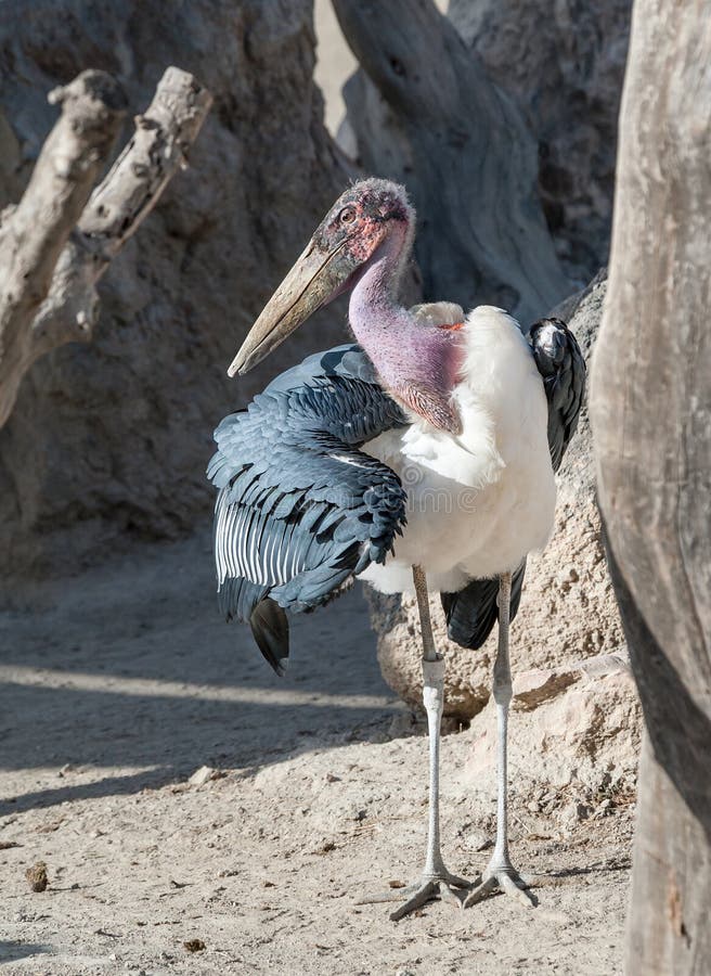 Marabu-Storch stockbild. Bild von schnabel, kopf, sack - 38225237