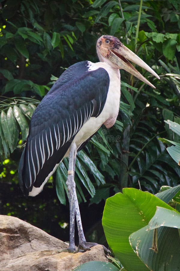 Marabu Storch stockfoto. Bild von storch, marabu - 66797450